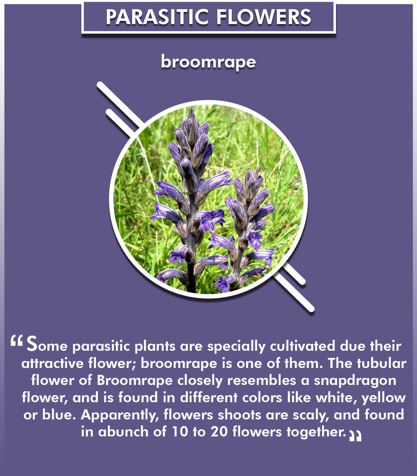 Parasitic Flower